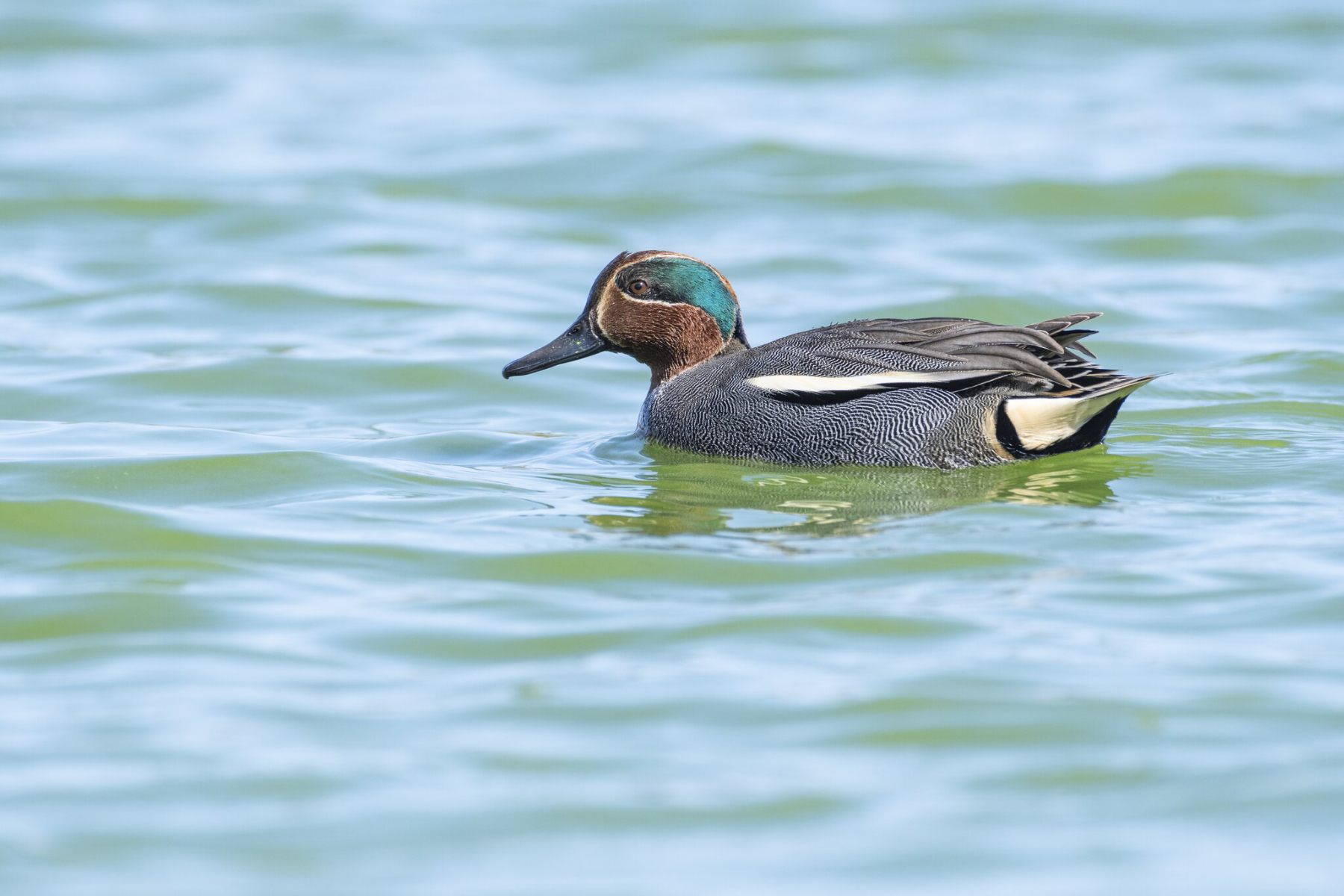 Eurasian Teal Duck Declared Critically Endangered in Austria - The ...